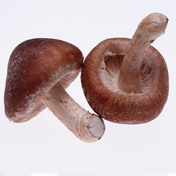 景宁食用菌详细介绍特点 历史 景宁特产 特色谷