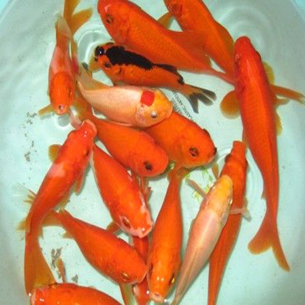 瓯江彩鲤详细介绍特点 丽水特产 特色谷
