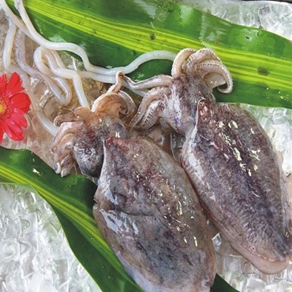 嵊泗墨鱼详细介绍历史 嵊泗特产 特色谷