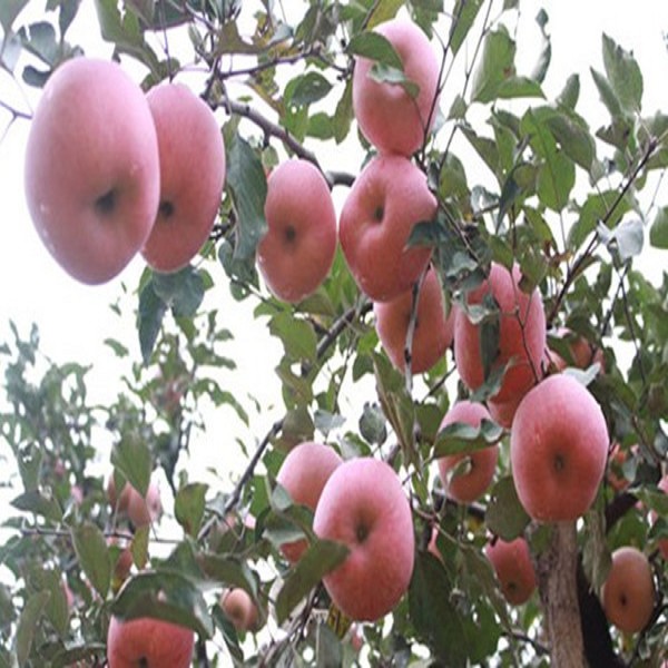 富岗苹果详细介绍特点 内丘特产 特色谷