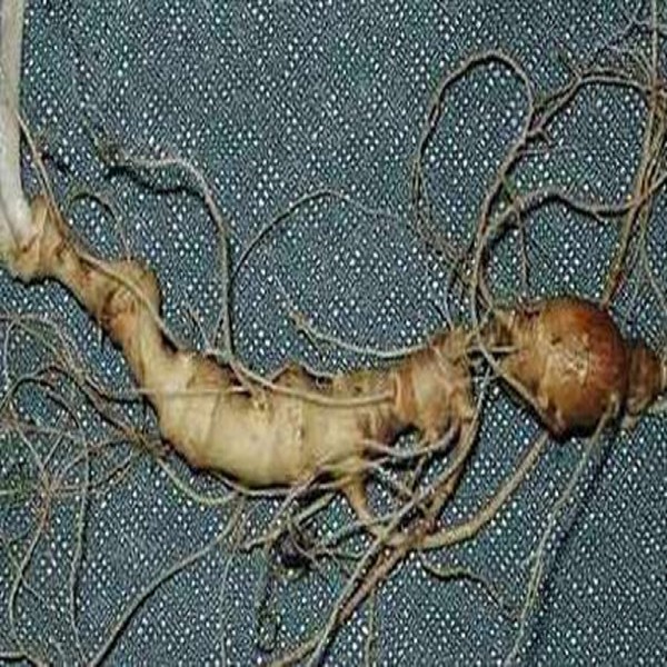 临汾竹节参详细介绍特点 临汾特产 特色谷