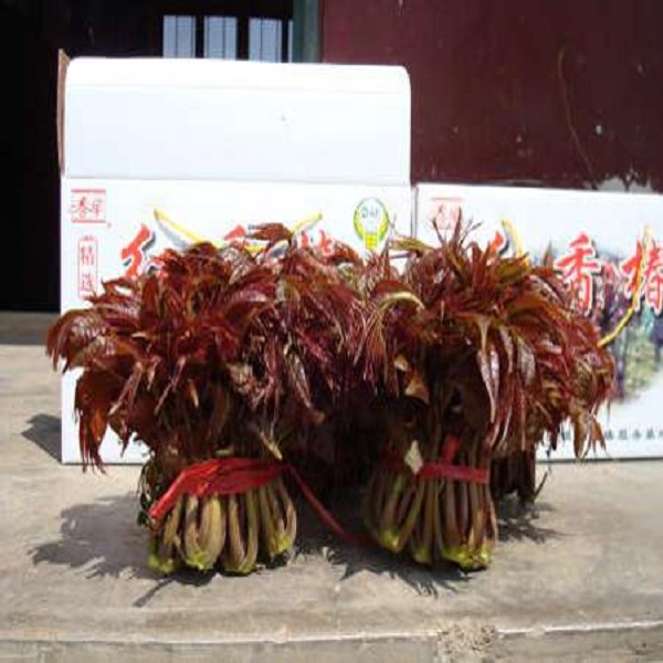 临朐香椿详细介绍历史 临朐特产 特色谷