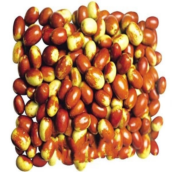 茌平乌枣详细介绍特点 历史 茌平特产 特色谷