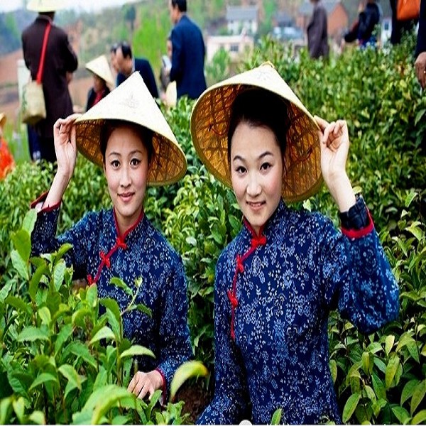 商南茶详细介绍特点 历史 商南特产 特色谷