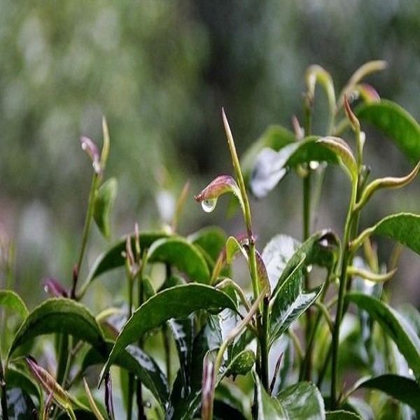 平乐石崖茶详细介绍特点 历史 平乐特产 特色谷