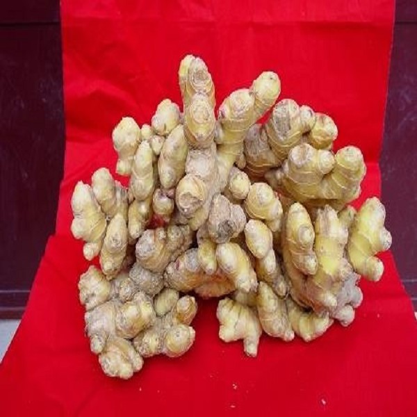 常宁无渣生姜详细介绍特点 历史 常宁特产 特色谷