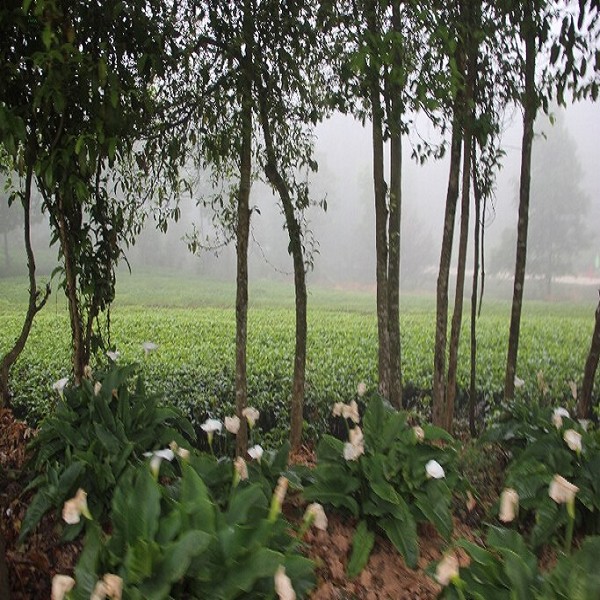 峨山银毫详细介绍特点 峨山特产 特色谷