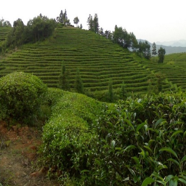 建瓯北苑贡茶详细介绍特点 历史 建瓯特产 特色谷