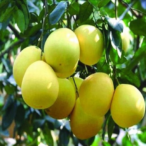 平和琯溪蜜柚详细介绍特点 历史 平和特产 特色谷
