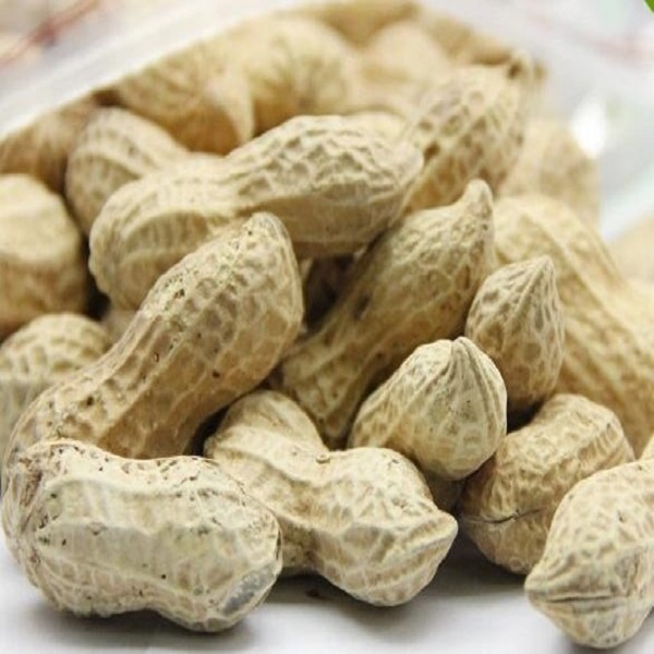 彰武花生详细介绍特点 历史 彰武特产 特色谷