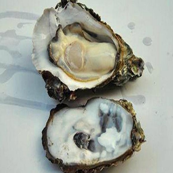庄河牡蛎详细介绍特点 历史 庄河特产 特色谷