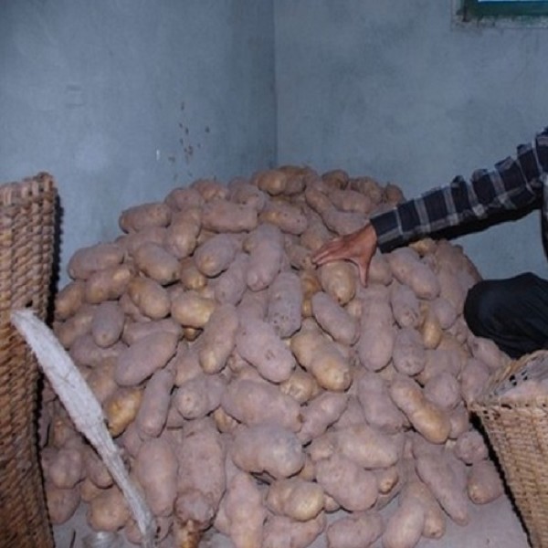 峨边土豆详细介绍特点 历史 峨边特产 特色谷