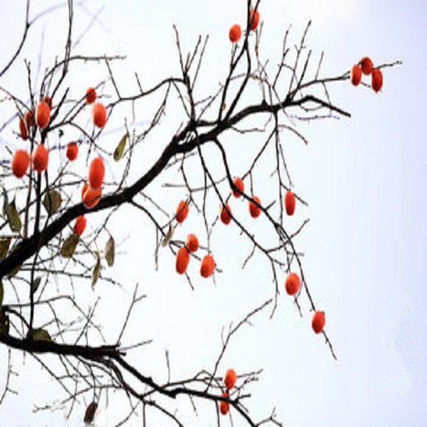 永嘉红柿详细介绍：特点 - 永嘉特产 - 特色谷