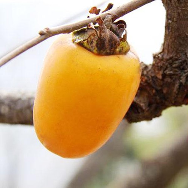 永嘉红柿详细介绍：特点 - 永嘉特产 - 特色谷