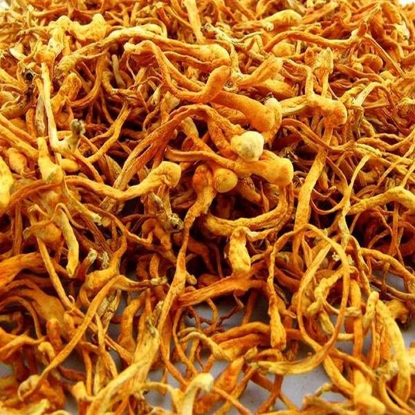 新会冬虫草详细介绍：历史 - 江门特产 - 特色谷