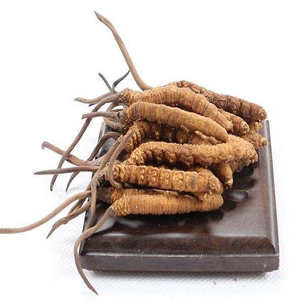 香格里拉冬虫夏草详细介绍：历史 鉴别 - 香格里拉特产 - 特色谷